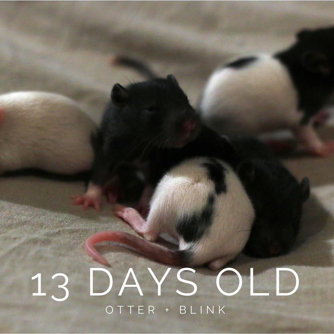 Rat Growth – One to Two Weeks Old – Scruffians Rattery