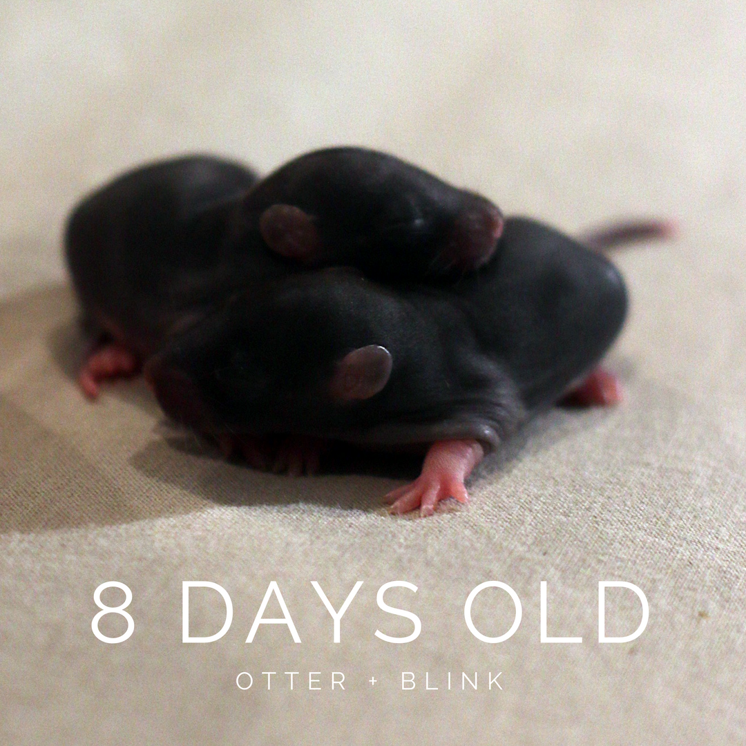 Rat Growth – One to Two Weeks Old – Scruffians Rattery