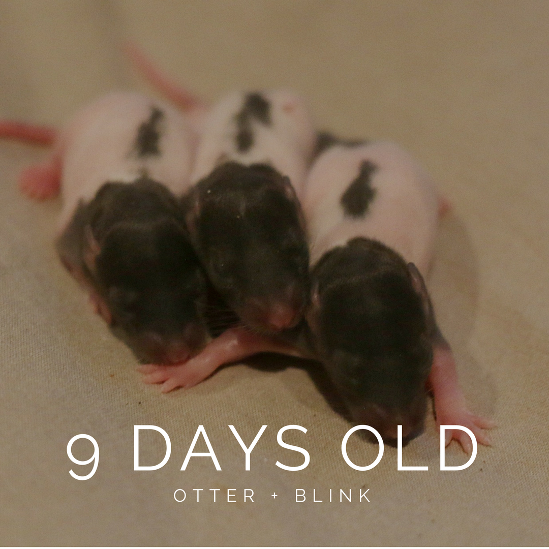 Rat Growth – One to Two Weeks Old – Scruffians Rattery